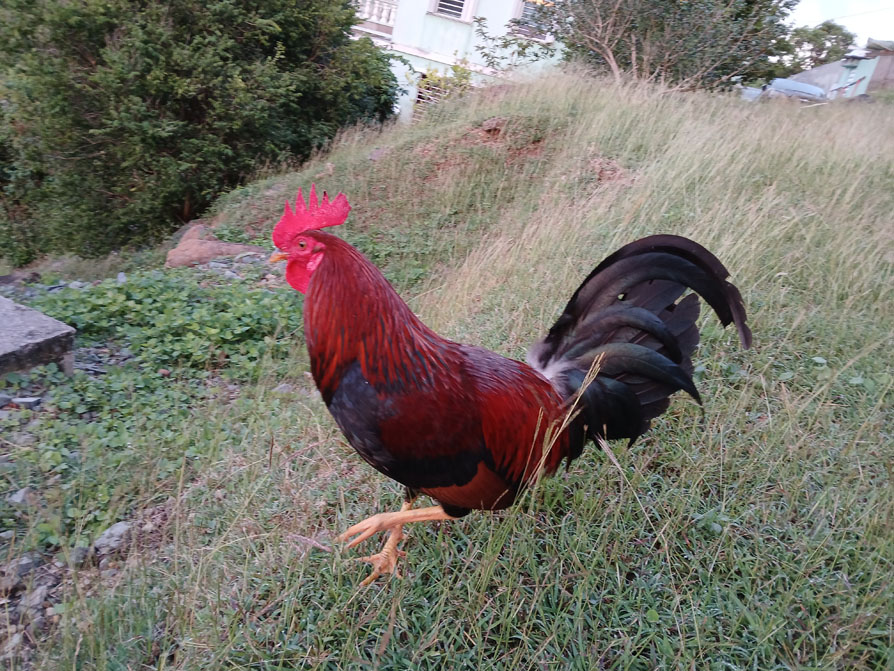 Photographers from Earth Magazine – "Tortola, Captured", Three Photos ...